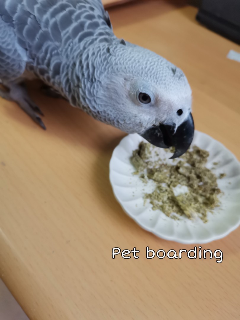 Bird Boarding Parrot Boarding, Bird Sitting, Dog Boarding, Cat Boarding ...