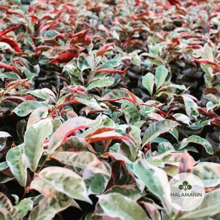 Chinese Croton / Picarra, Furniture & Home Living, Gardening, Plants ...