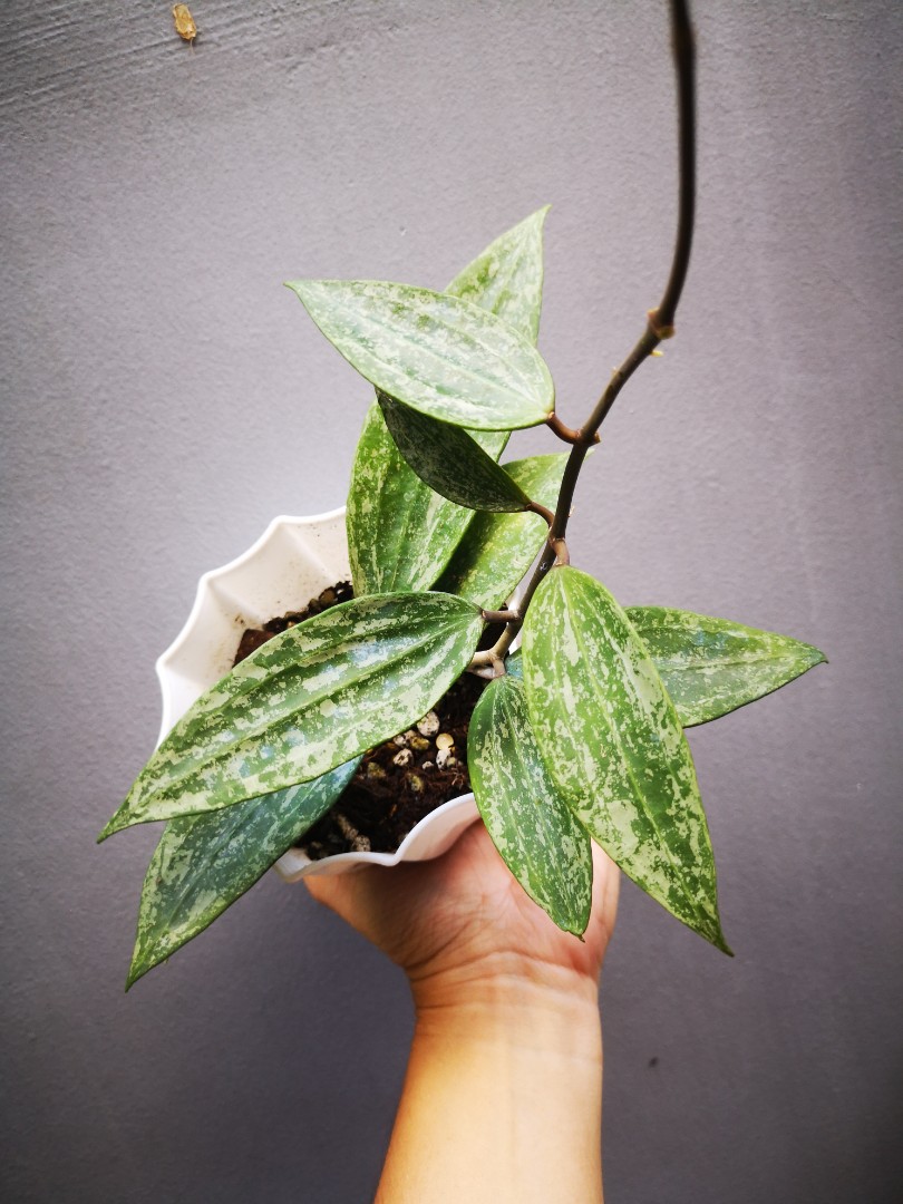 Hoya sp rangsan, Furniture & Home Living, Gardening, Plants & Seeds on ...