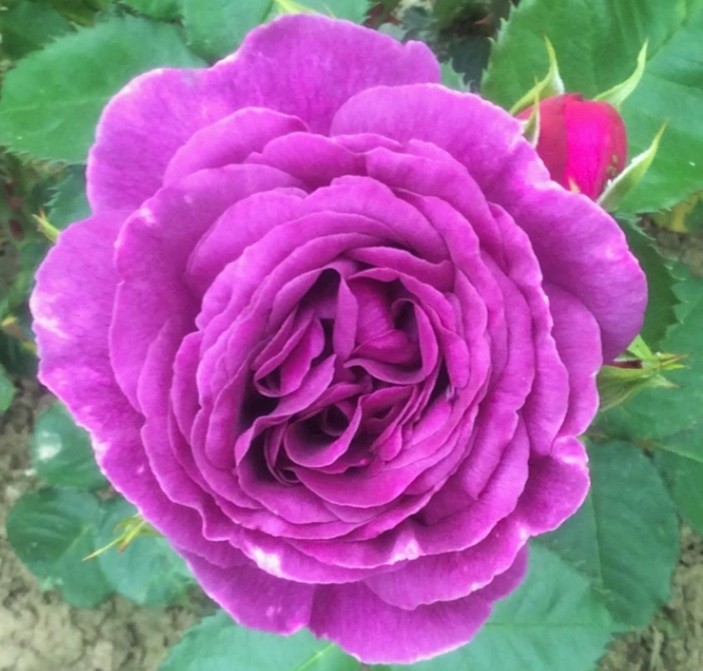 Minerva rose plant, Furniture & Home Living, Gardening, Plants & Seeds ...