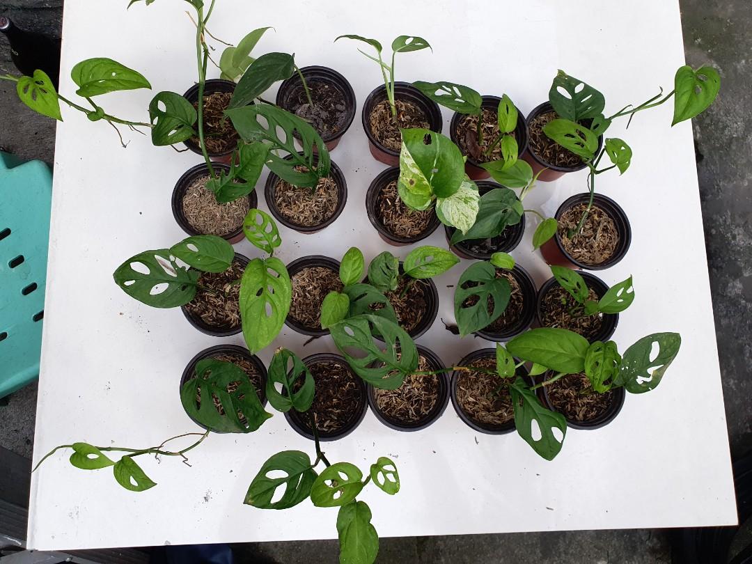 Monstera Adansonii, Manjula Pothos, and Heartleaf Philodendron ...