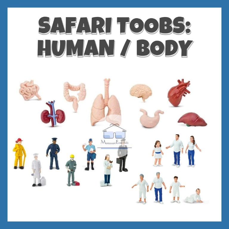 Safari Toob: Human / Body Related (Human Organs / Career / Family ...