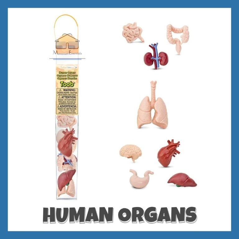 Safari Toob: Human / Body Related (Human Organs / Career / Family ...