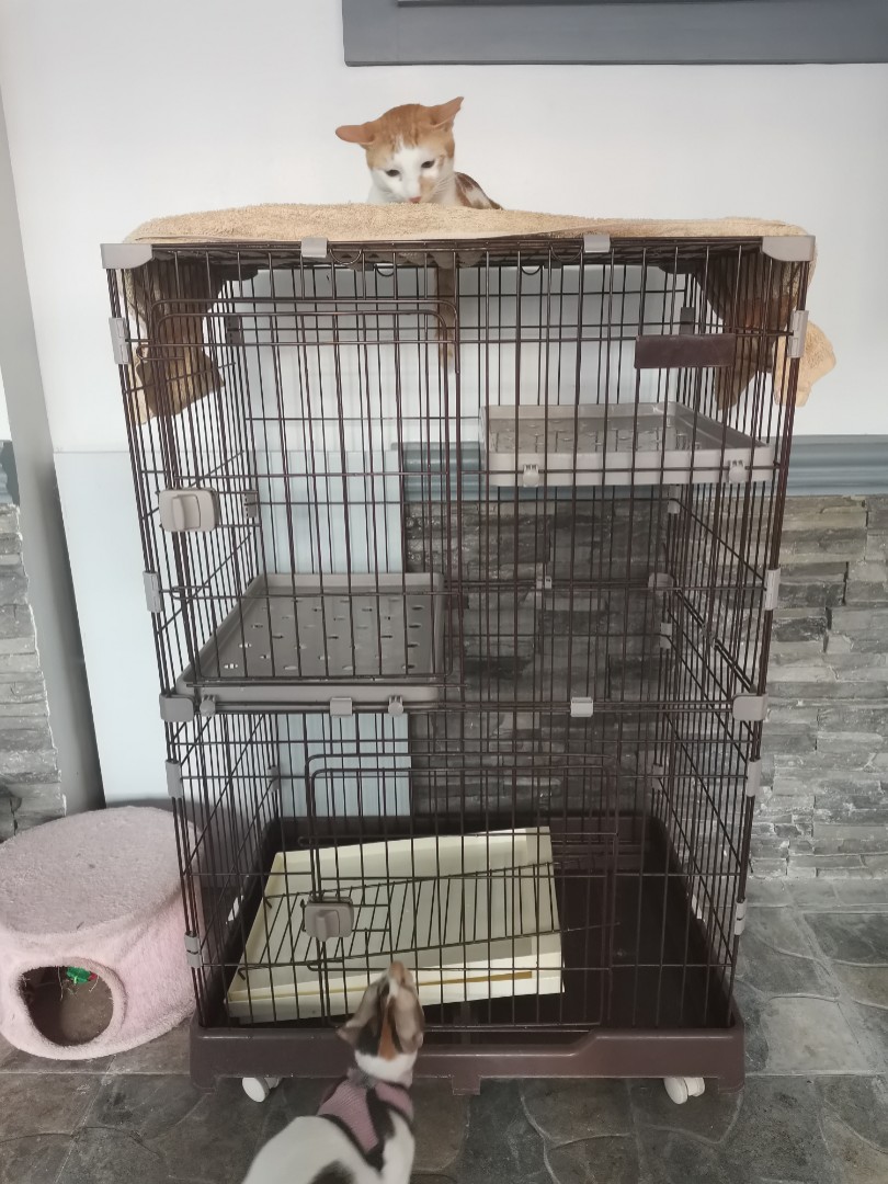 2 Layer Cat Cage, Pet Supplies, Homes & Other Pet Accessories on Carousell