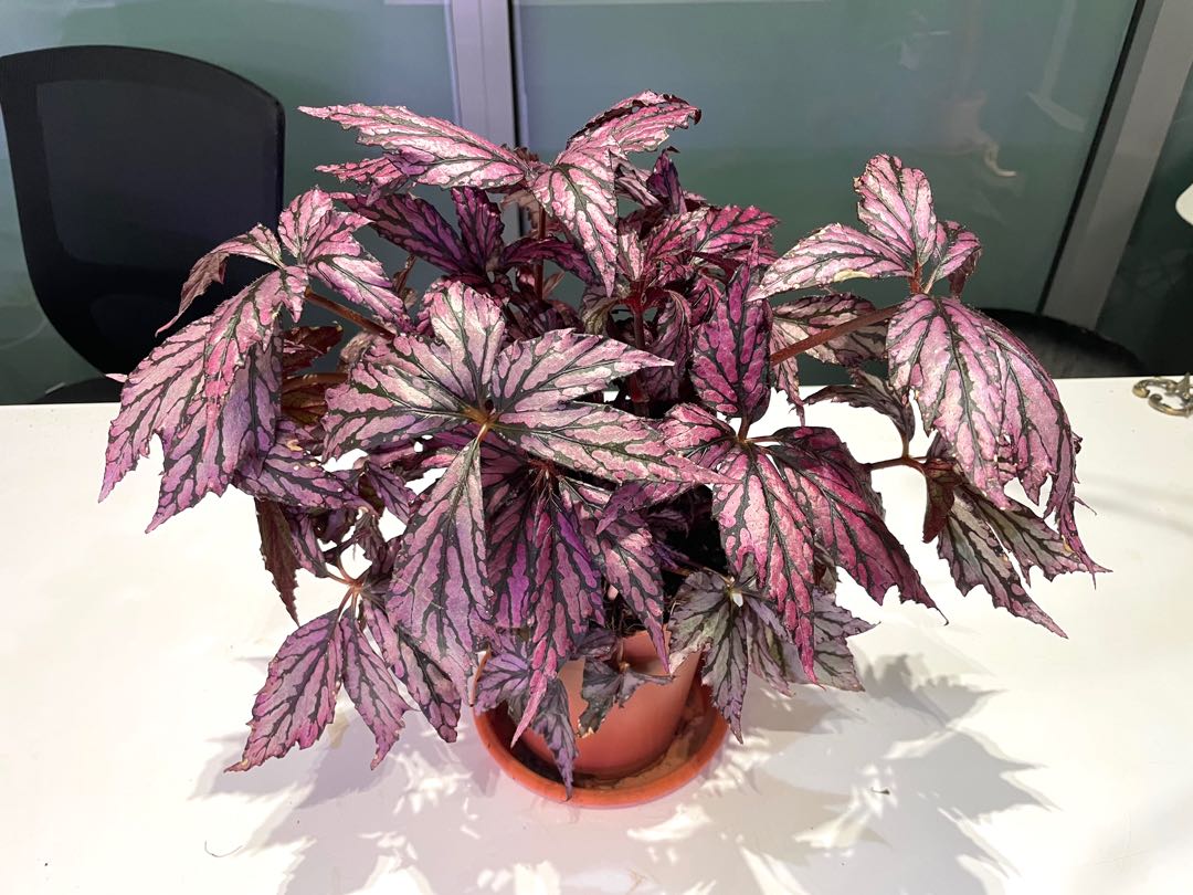 Begonia supernova, Furniture & Home Living, Gardening, Plants & Seeds ...