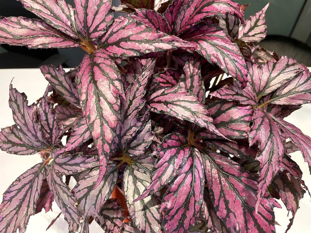 Begonia supernova, Furniture & Home Living, Gardening, Plants & Seeds ...