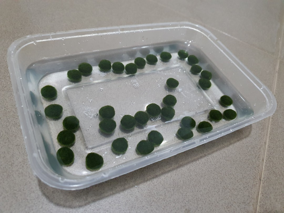 Mini Marimo, Pet Supplies, Homes & Other Pet Accessories on Carousell