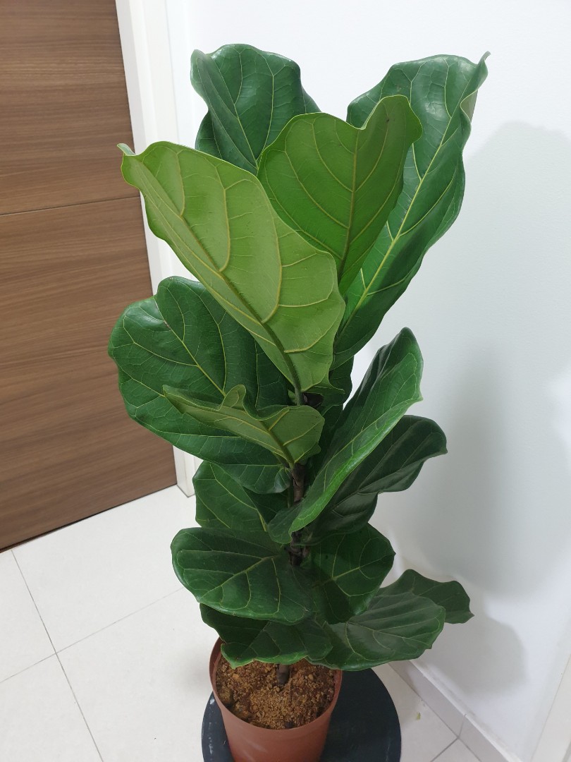 Tall Ficus lyrata, Furniture & Home Living, Gardening, Plants & Seeds ...