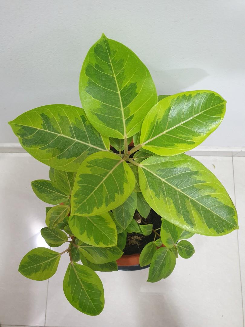 Variegated ficus altissima golden, Furniture & Home Living, Gardening ...