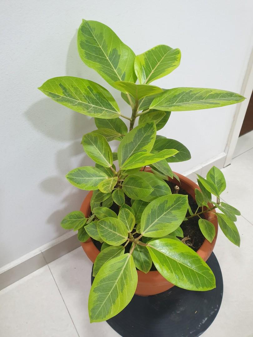 Variegated ficus altissima golden, Furniture & Home Living, Gardening ...