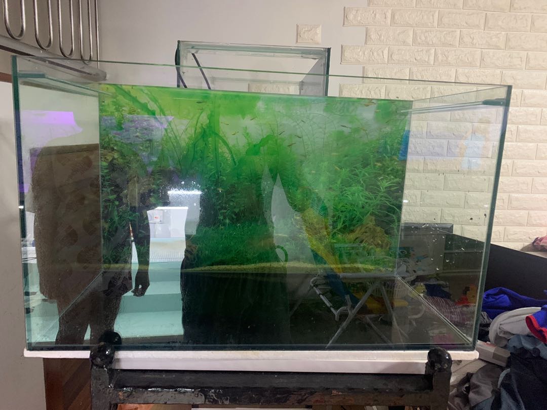 2 feet fish tank, Pet Supplies, Homes & Other Pet Accessories on Carousell