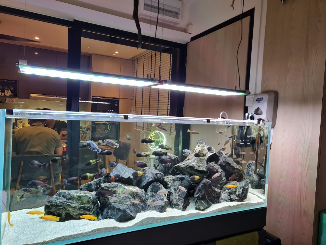 4 ft ADA Tank - Ciclid, Sports Equipment, Fishing on Carousell