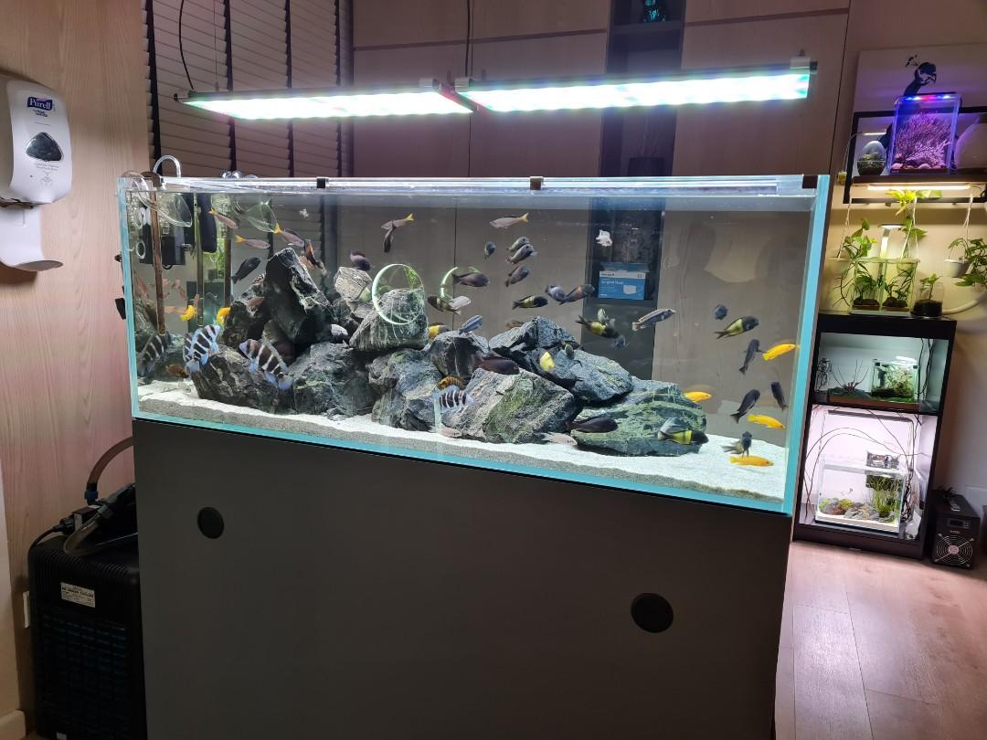 4 ft ADA Tank - Ciclid, Sports Equipment, Fishing on Carousell