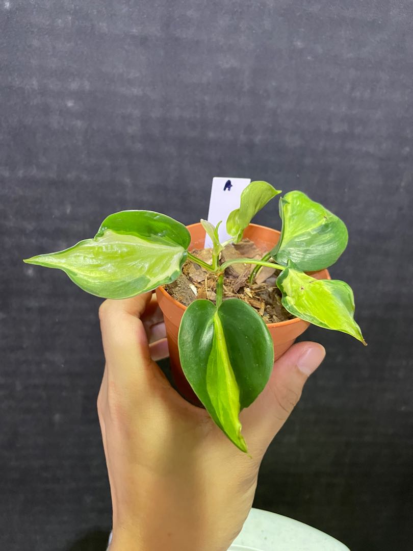 (A) Philodendron Gabby/Cream Splash, Furniture & Home Living, Gardening ...