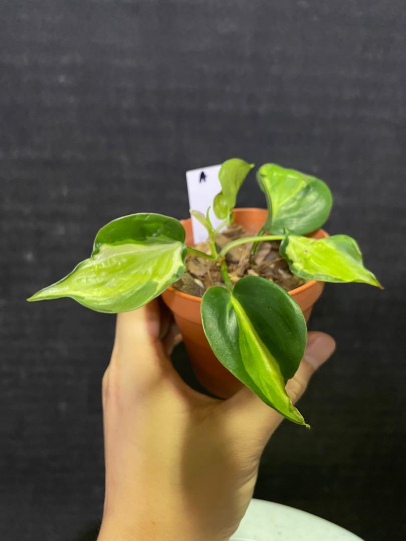 (A) Philodendron Gabby/Cream Splash, Furniture & Home Living, Gardening ...