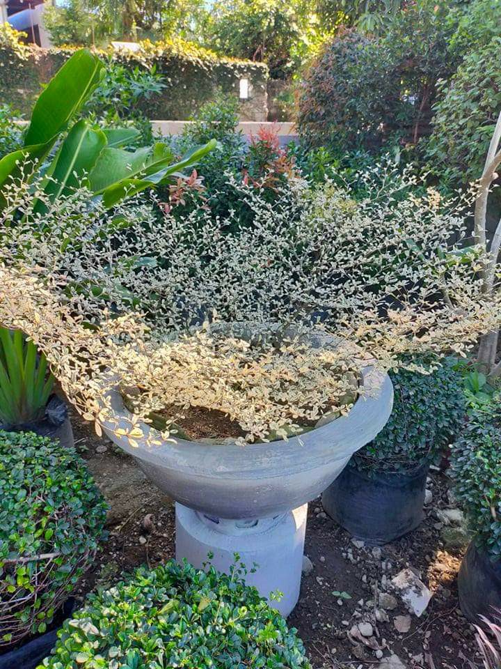 African talisay plants set, Furniture & Home Living, Home Decor ...