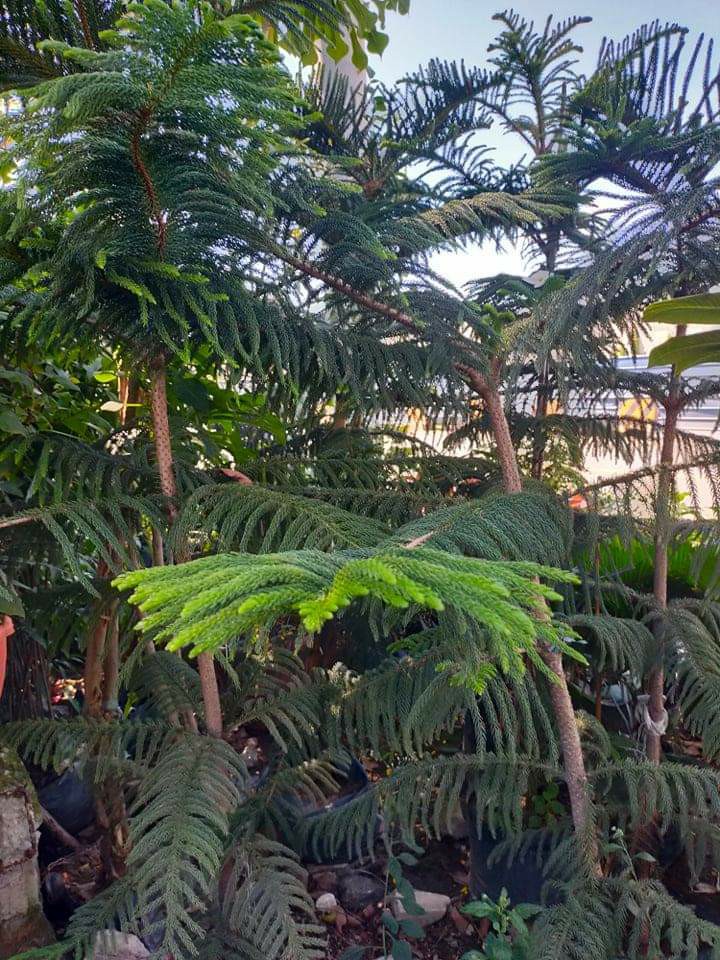 Lucaria, Furniture & Home Living, Gardening, Plants & Seeds on Carousell