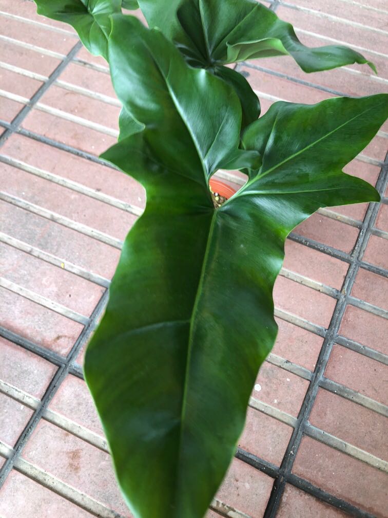 Philodendron Angela, Furniture & Home Living, Gardening, Plants & Seeds ...