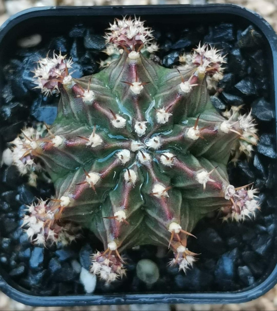 SILAMANEE Gymnocalycium, Furniture & Home Living, Gardening, Plants & Seeds on Carousell