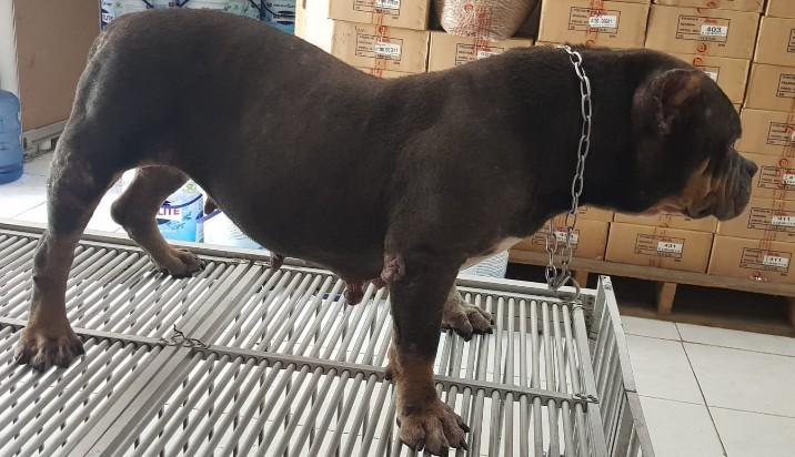 American bully, Perlengkapan Hewan, Aksesoris Hewan di Carousell