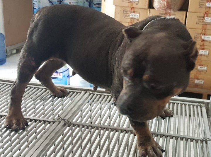 American bully, Perlengkapan Hewan, Aksesoris Hewan di Carousell