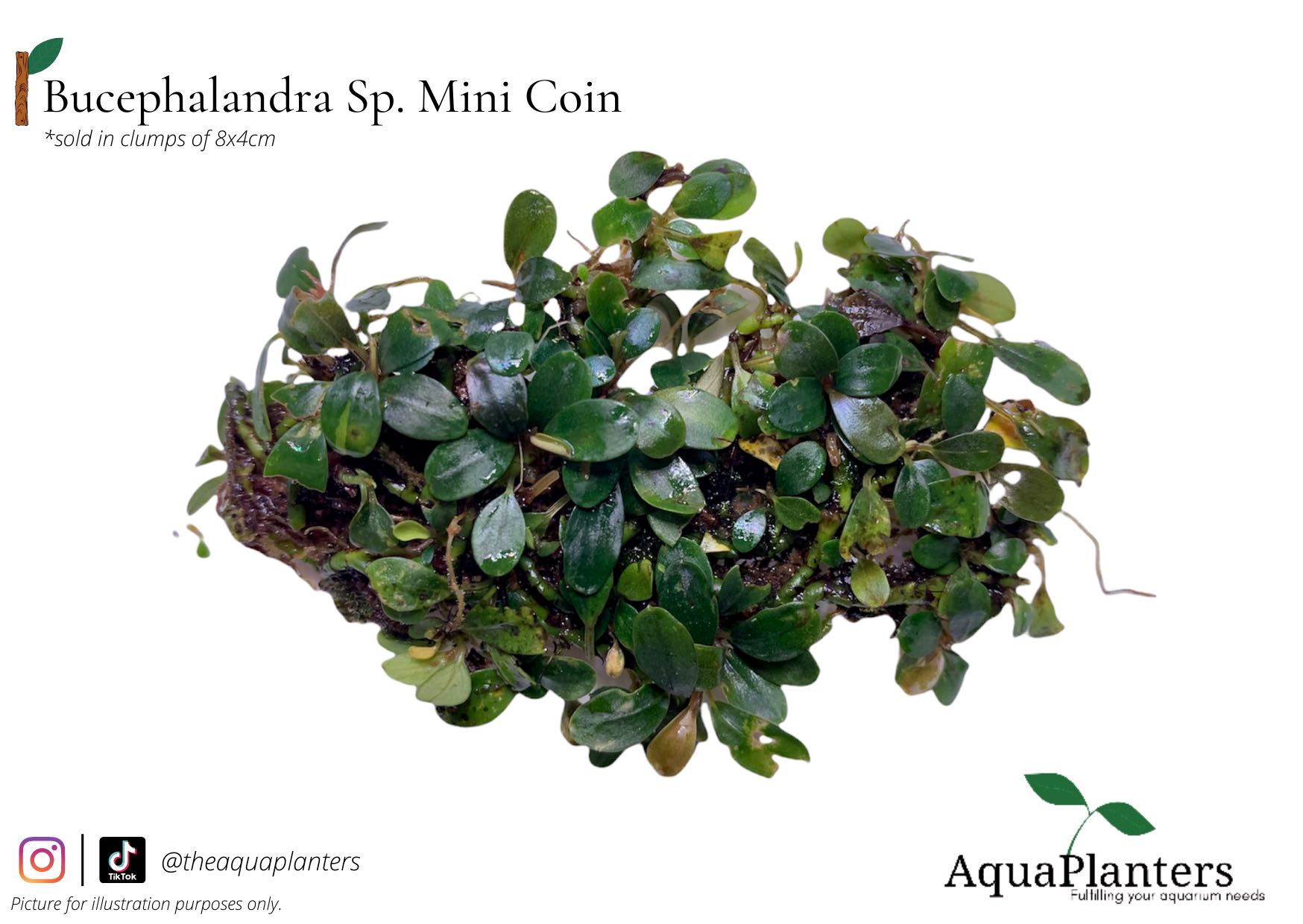 Bucephalandra Sp. Mini Coin, Furniture & Home Living, Gardening, Plants ...