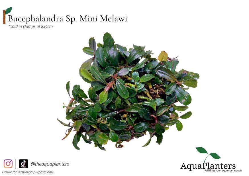 Bucephalandra Sp. Mini Melawi, Furniture & Home Living, Gardening ...