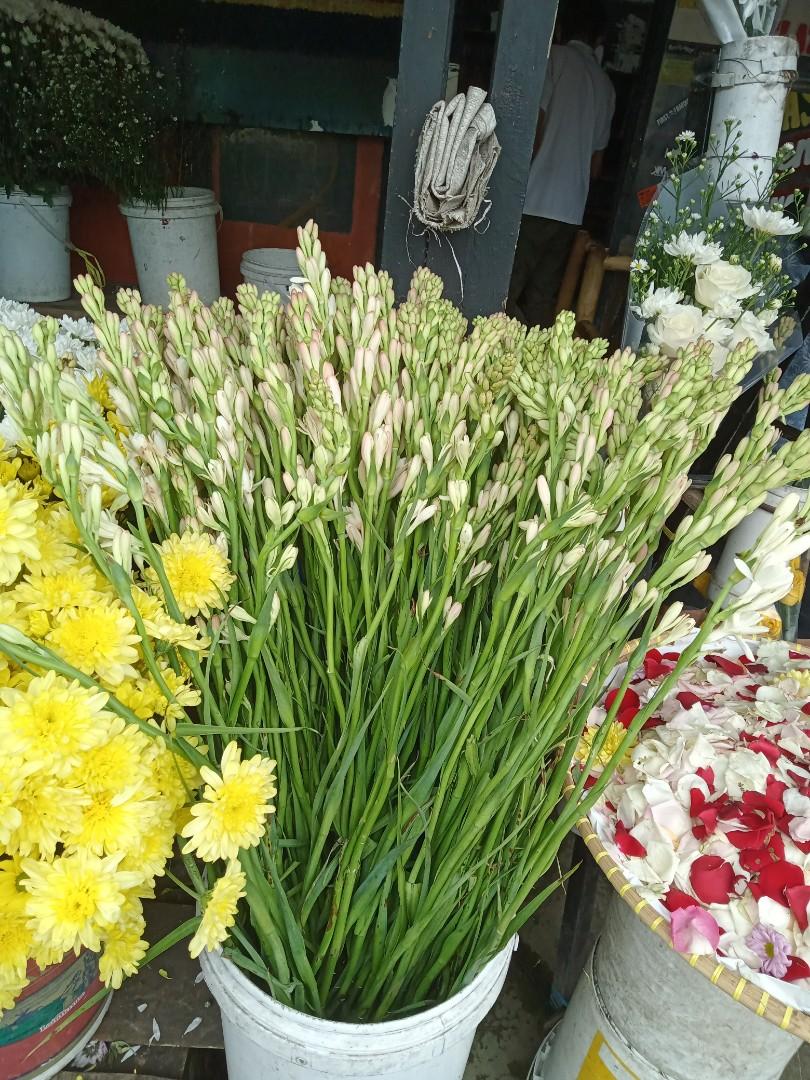 Bunga sedap malam.., Perkebunan di Carousell