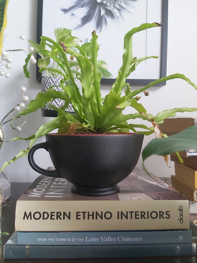 Curly birds nest fern in vintage cup, Furniture & Home Living ...