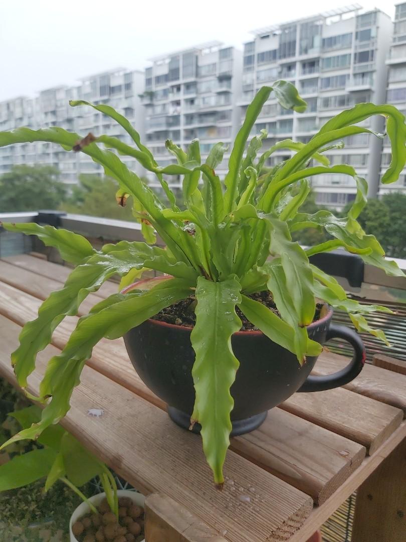 Curly birds nest fern in vintage cup, Furniture & Home Living ...