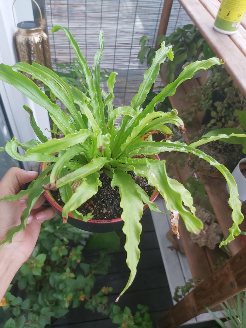 Curly birds nest fern in vintage cup, Furniture & Home Living ...