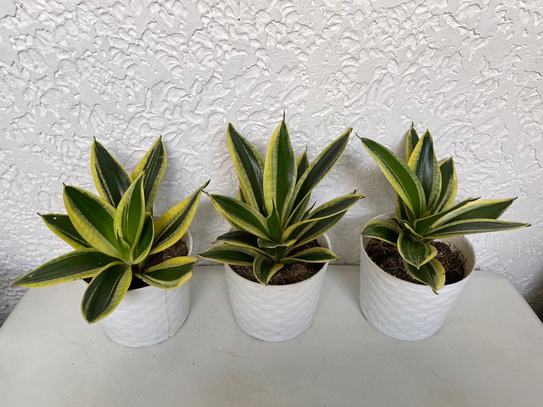 Dwarf Snake Plant, Furniture & Home Living, Gardening, Plants & Seeds ... Dwarf Snake Plant, Furniture & Home Living, Gardening, Plants & Seeds ...