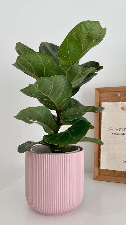 IKEA GRADVIS Plant Pot, Furniture & Home Living, Gardening, Pots ...