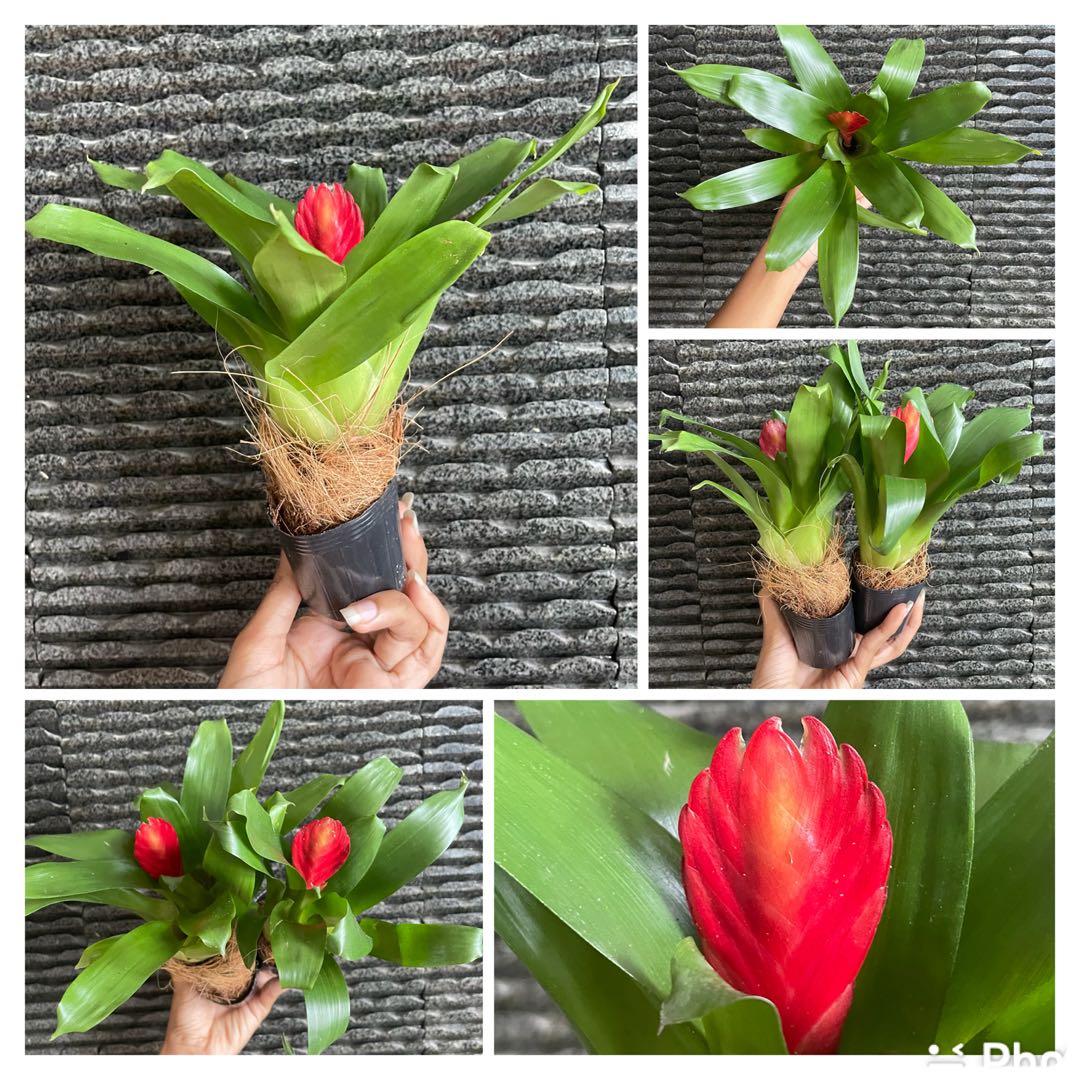 Neoregelia vriesea Cathy bromeliad air plant airplants air plants ...