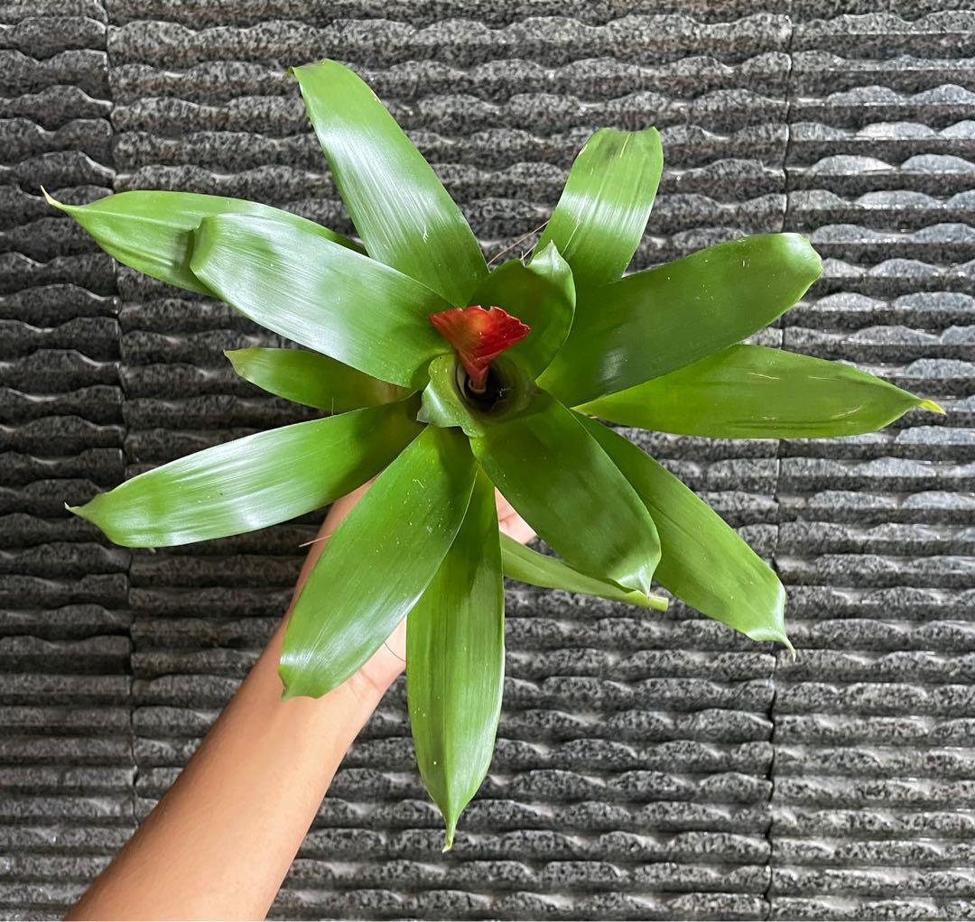 Neoregelia vriesea Cathy bromeliad air plant airplants air plants ...