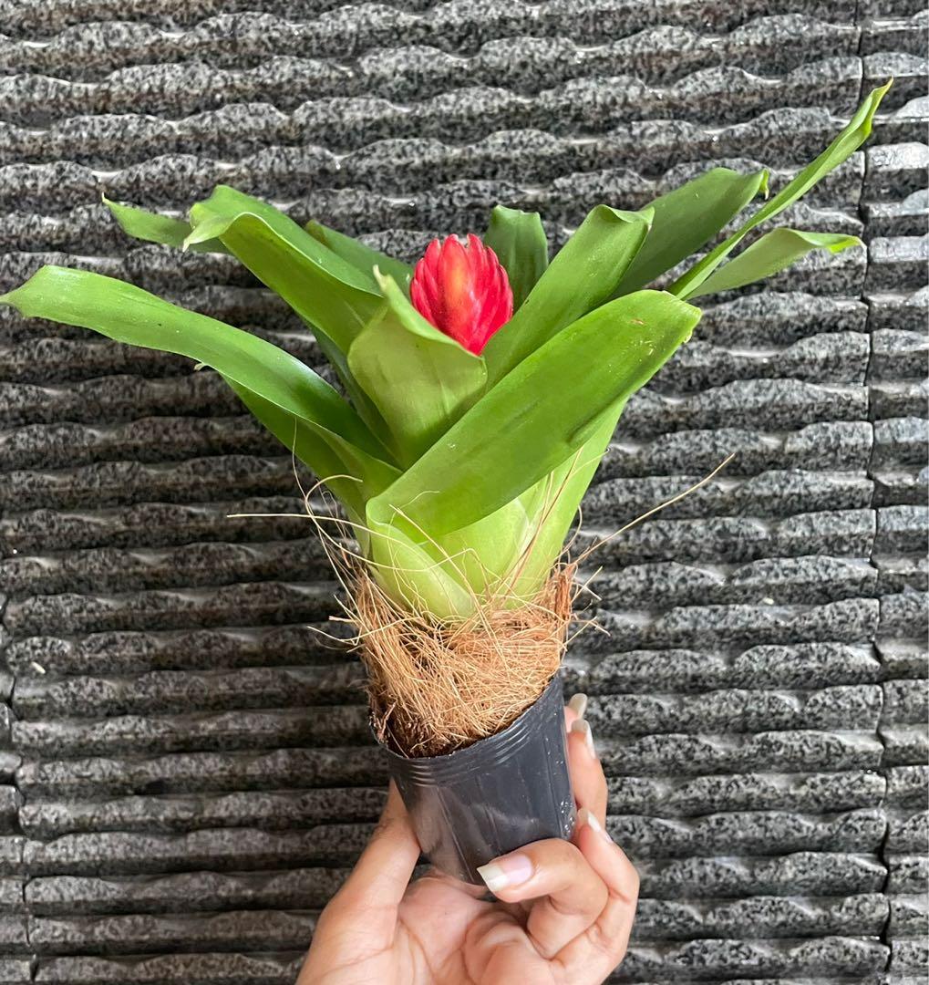 Neoregelia vriesea Cathy bromeliad air plant airplants air plants ...