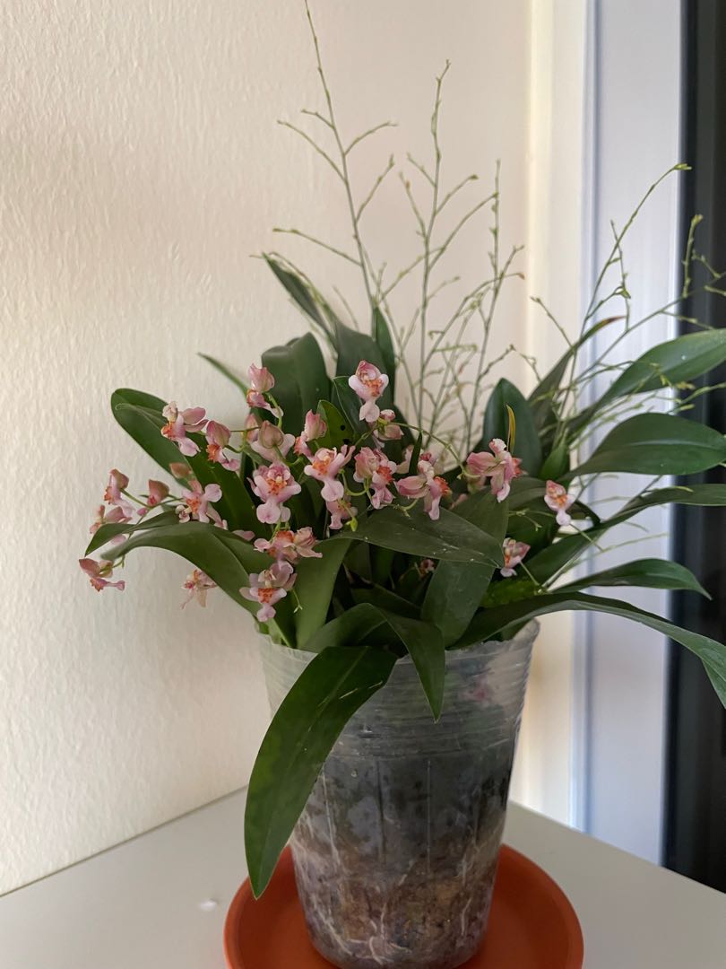 Oncidium twinkle pink profusion in Bloom from Taiwan, Furniture & Home ...