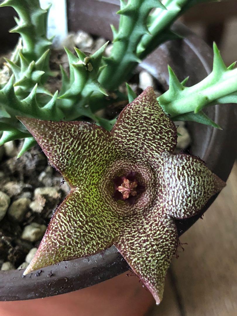 orbea verrucosa x orbea cooperi, Furniture & Home Living, Gardening ...