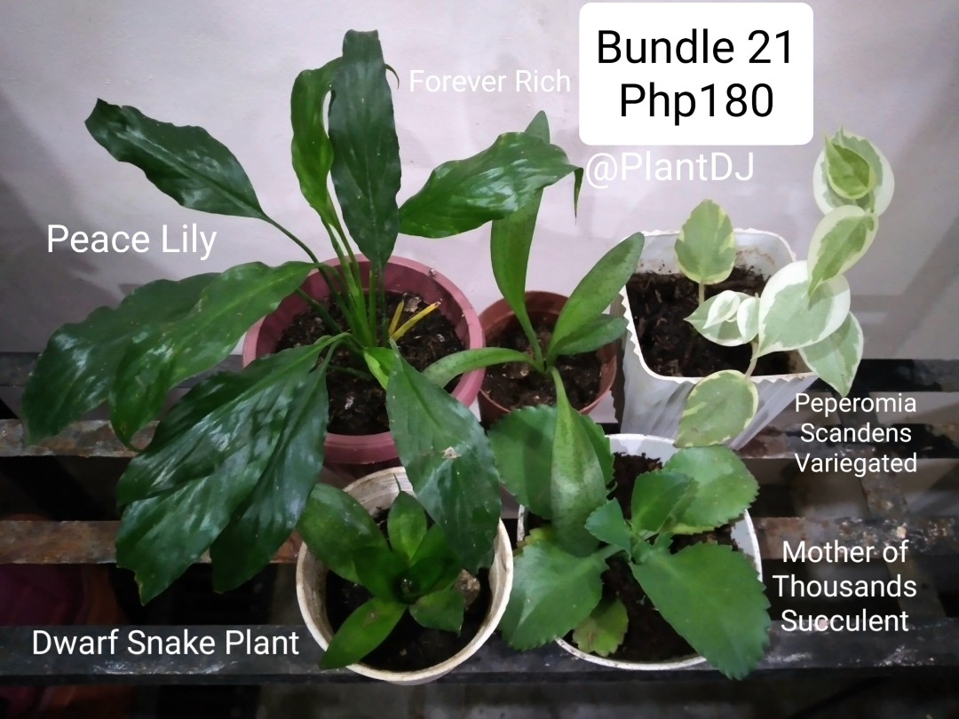 Plant Bundle 180, Furniture & Home Living, Gardening, Plants & Seeds on ...