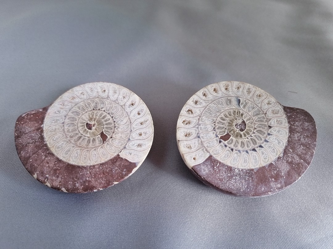 Shell Fossil Stones, Hobbies & Toys, Memorabilia & Collectibles ...