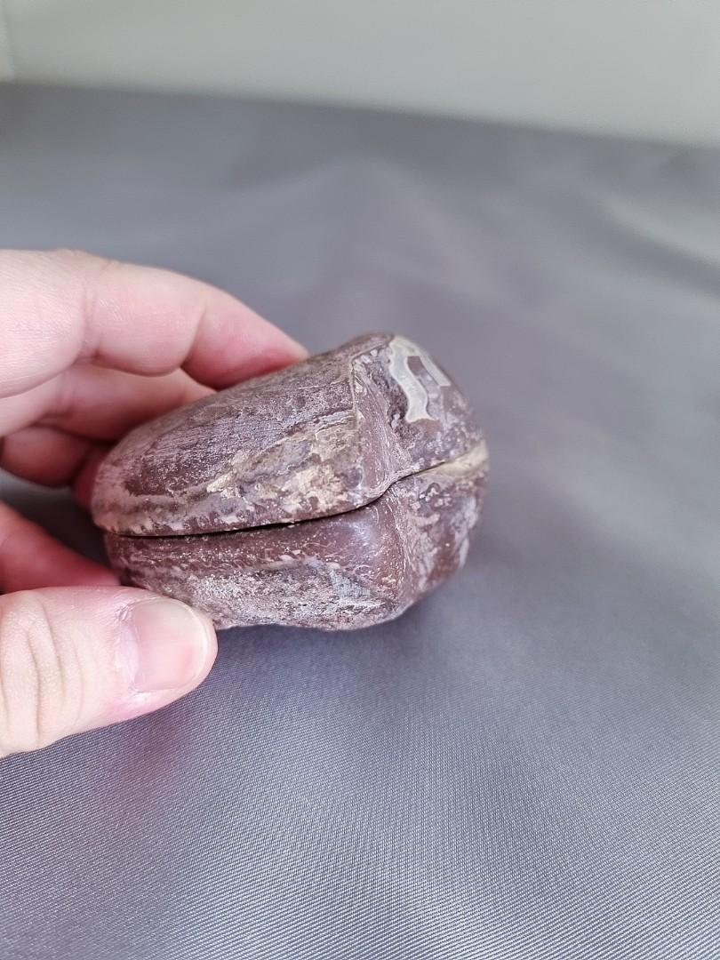 Shell Fossil Stones, Hobbies & Toys, Memorabilia & Collectibles ...