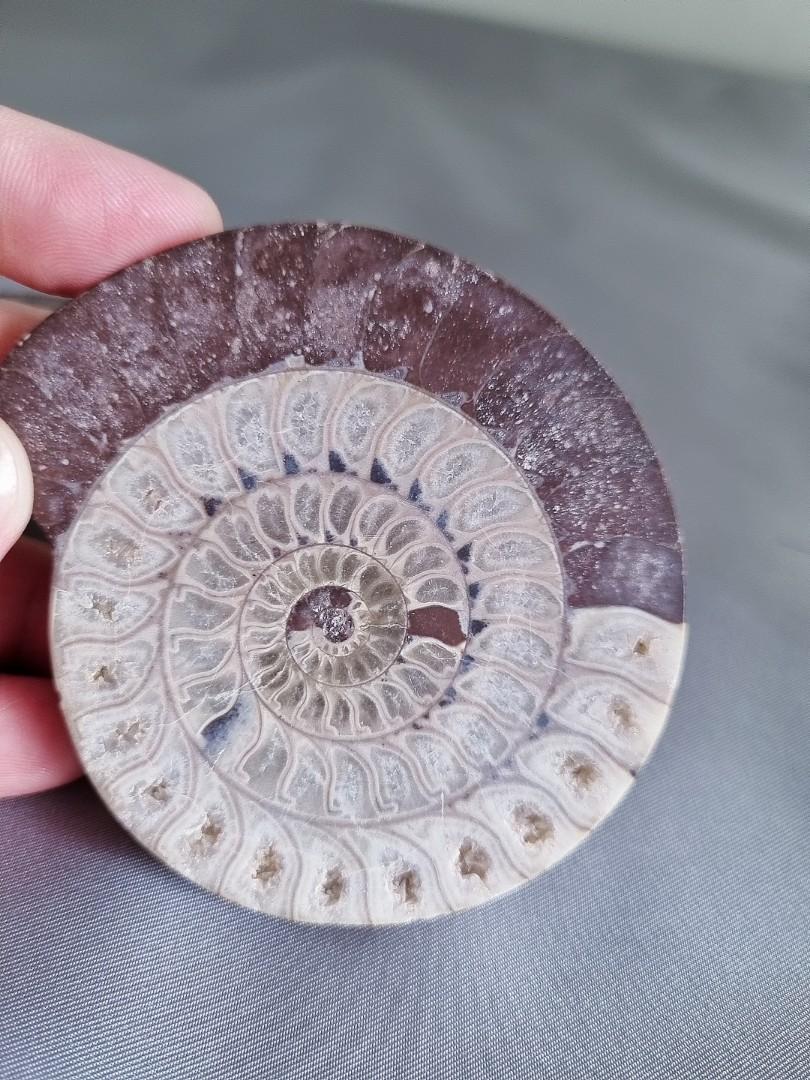 Shell Fossil Stones, Hobbies & Toys, Memorabilia & Collectibles ...