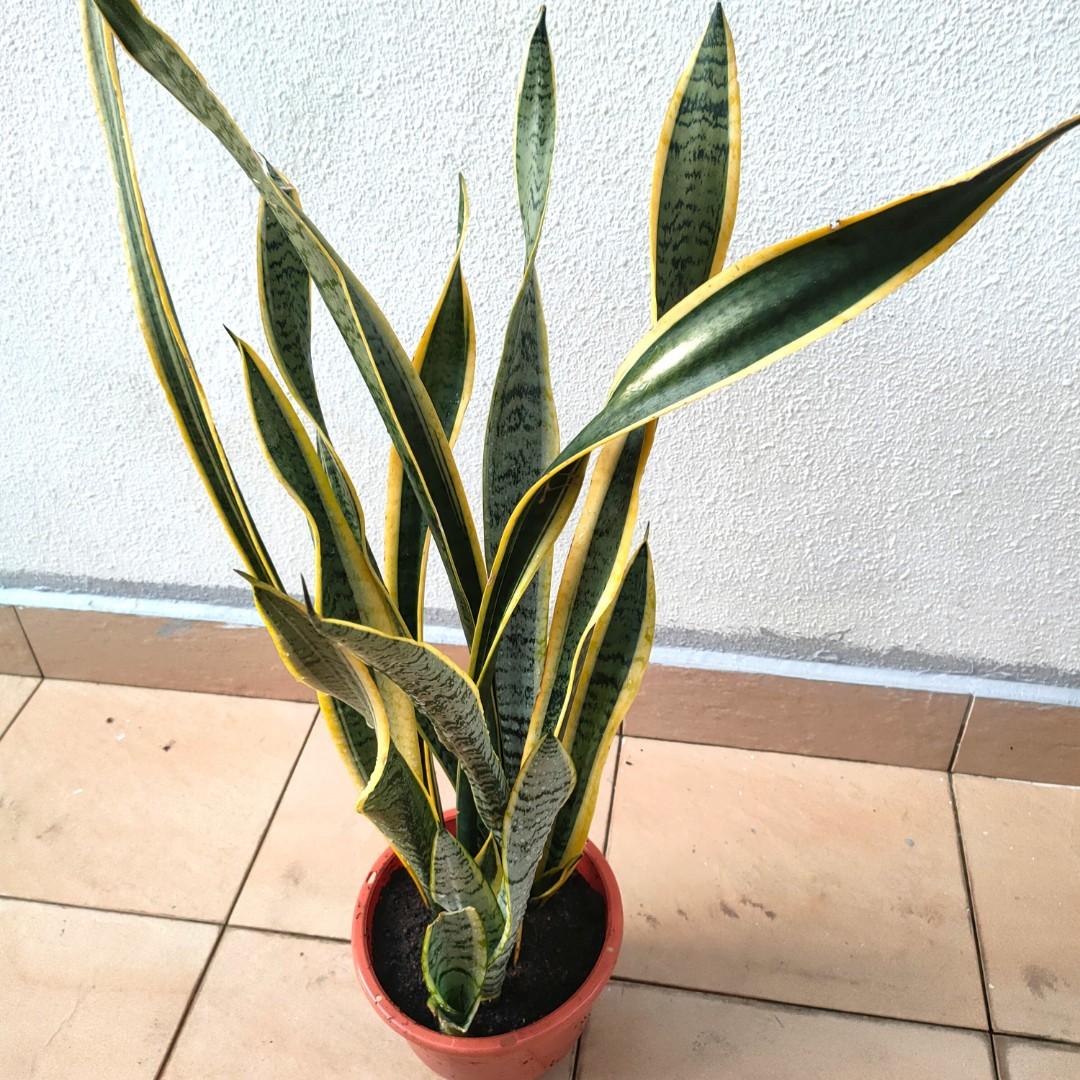 Tall Snake Plant, Furniture & Home Living, Gardening, Plants & Seeds on ...