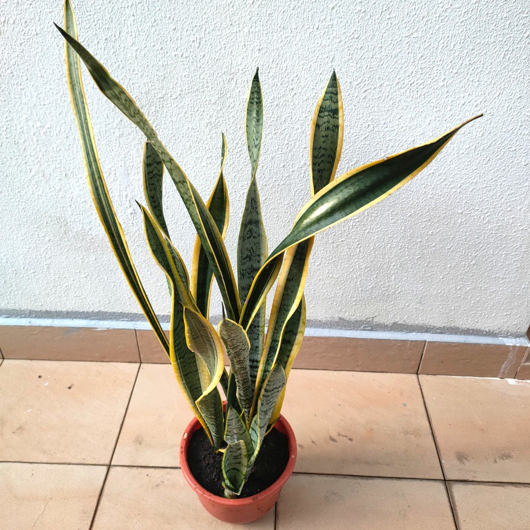 Tall Snake Plant, Furniture & Home Living, Gardening, Plants & Seeds on ...