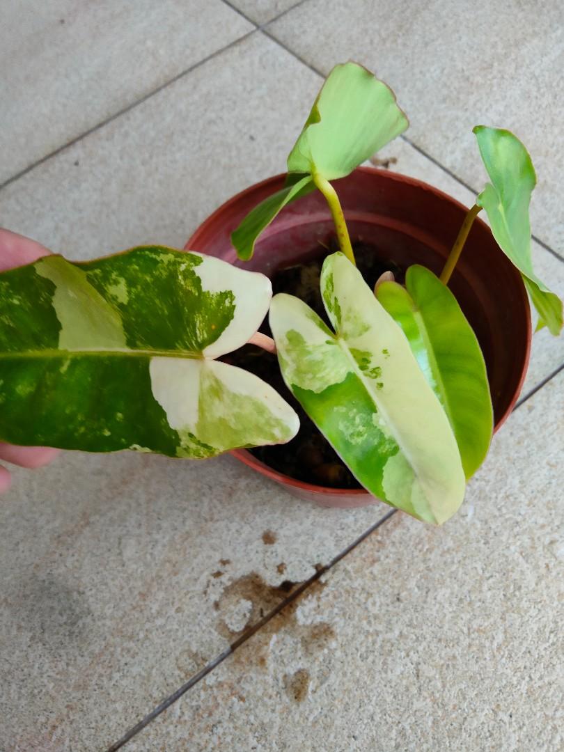 Variagated burle max, Furniture & Home Living, Gardening, Plants ...