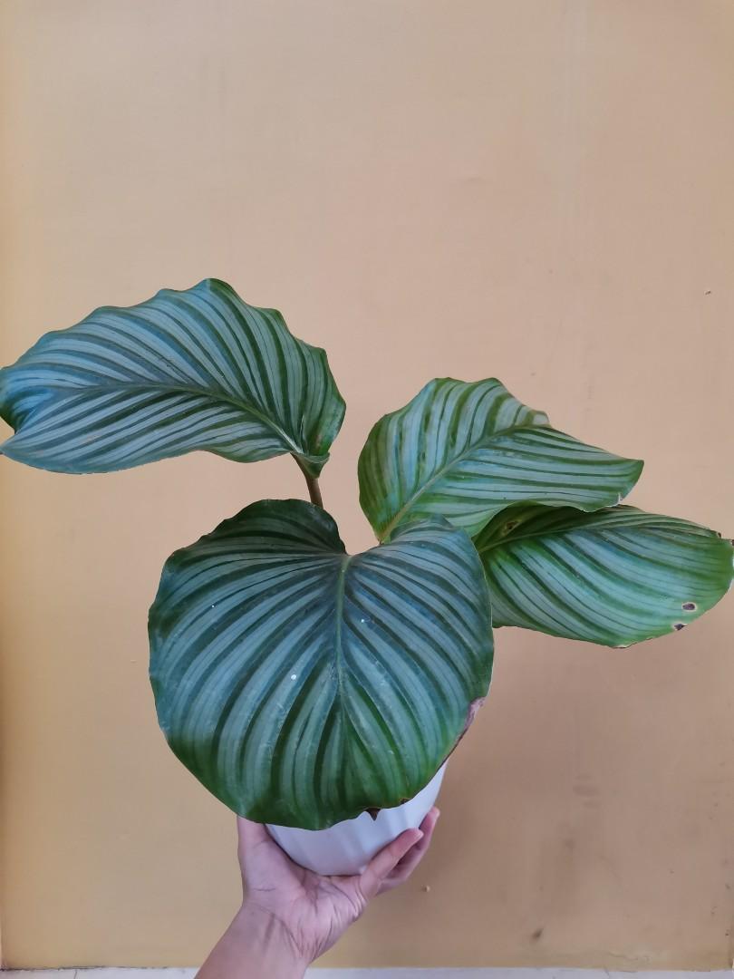 Calathea Orbifolia 4 big leaves, Furniture & Home Living, Gardening ...