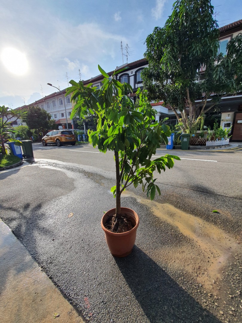 Dwarf Soursop Tree, Furniture & Home Living, Gardening, Plants & Seeds ...
