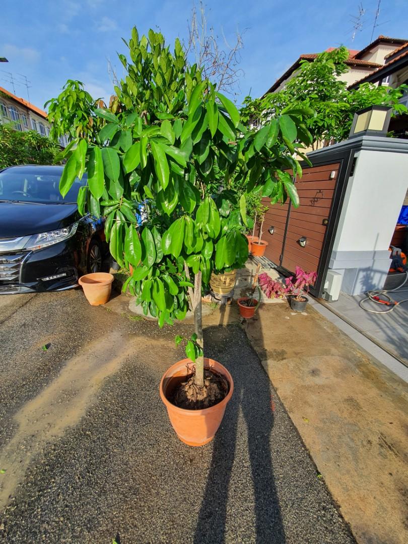 Dwarf Soursop Tree, Furniture & Home Living, Gardening, Plants & Seeds ...