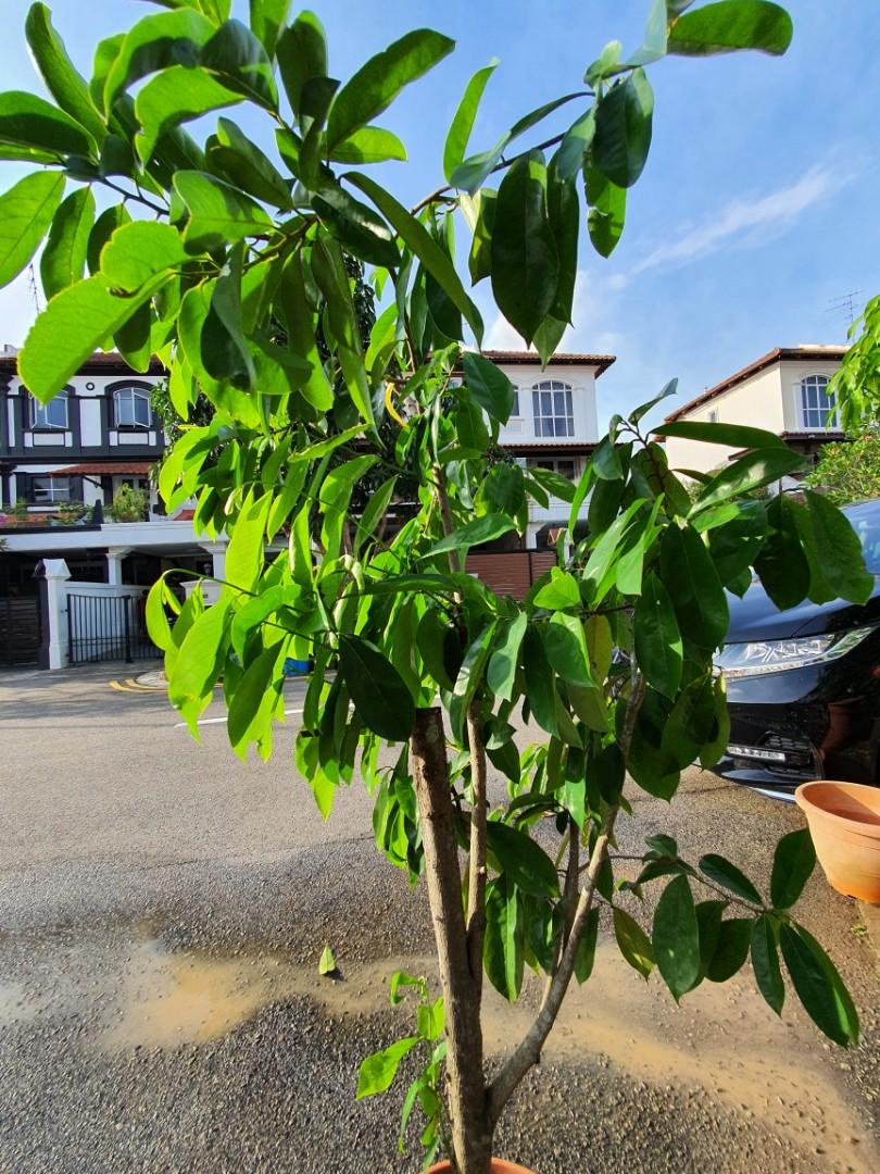 Dwarf Soursop Tree, Furniture & Home Living, Gardening, Plants & Seeds ...