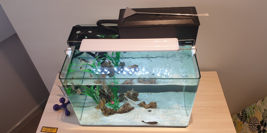 Fish Tank Set Curved Edge, Pet Supplies, Homes & Other Pet Accessories ...